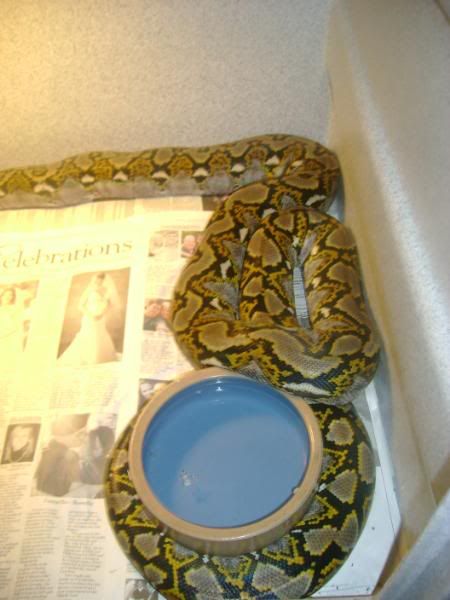 The Reticulated Python Thread | Page 8 | Reptile Forums